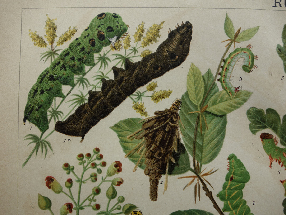 Oude prent van rupsen Originele antieke print rupssoorten uit 1910 Vin ...