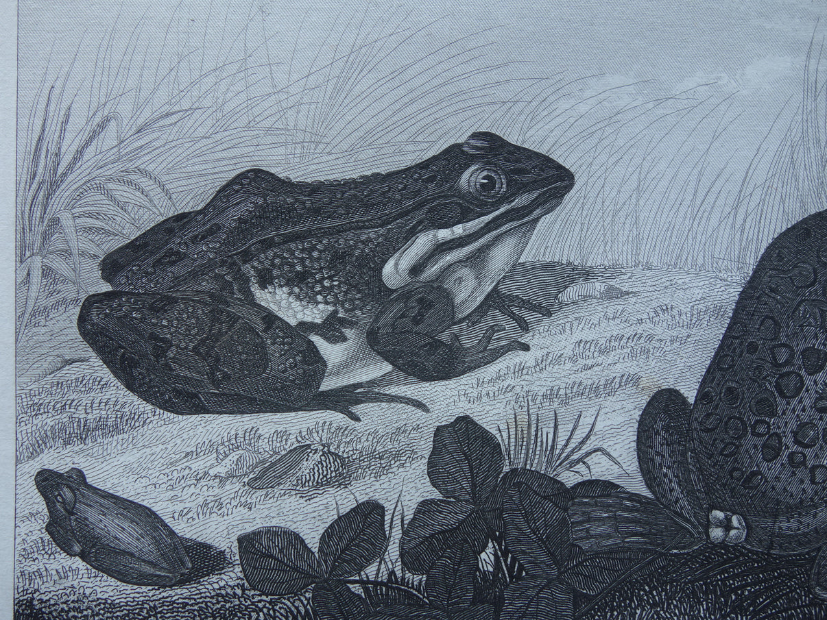 Kikker Slang Schildpad oude reptielen prent uit het jaar 1849 originel ...