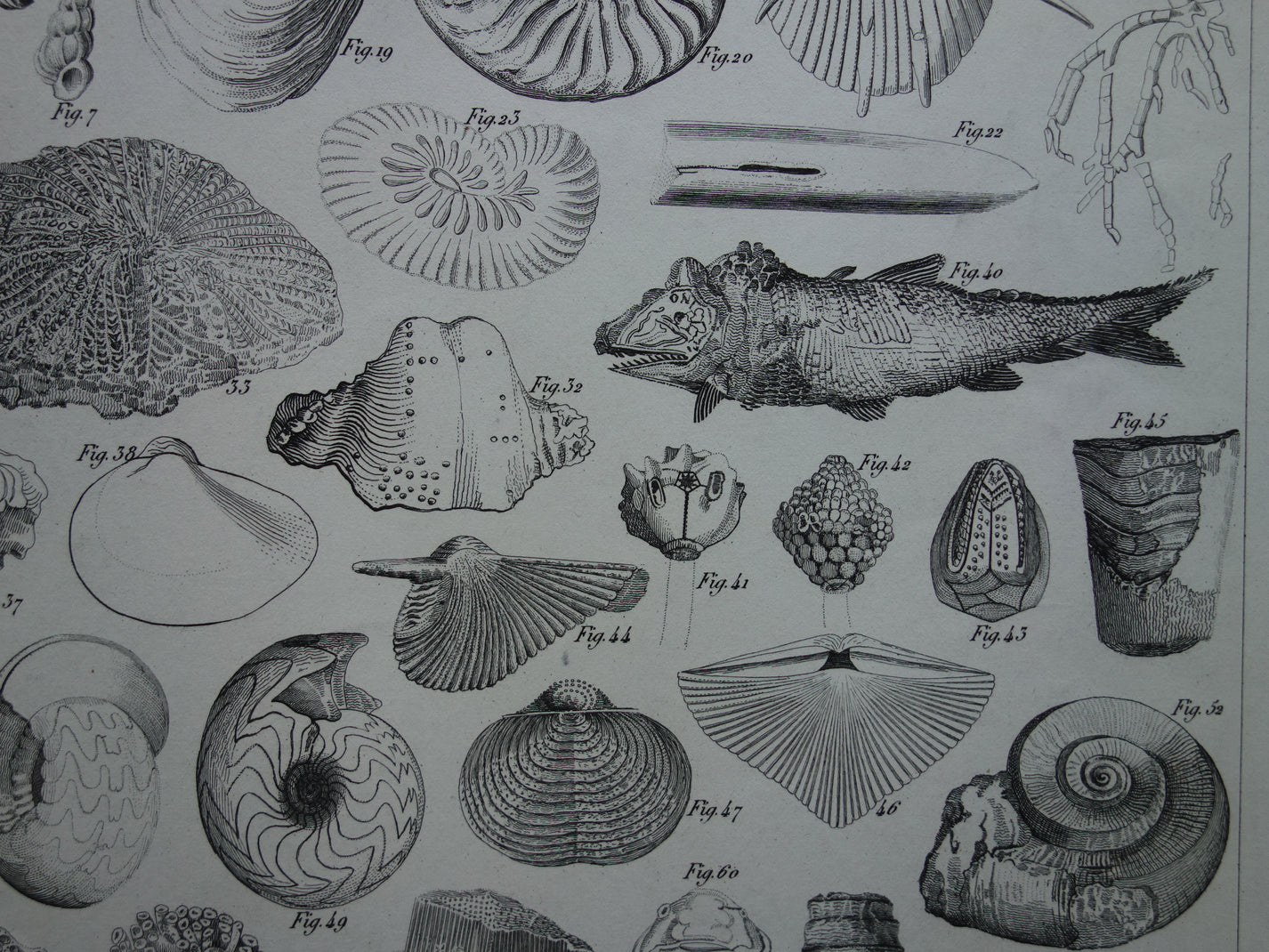 SCHELPEN 175+ jaar oude prent van fossielen originele antieke illustra ...