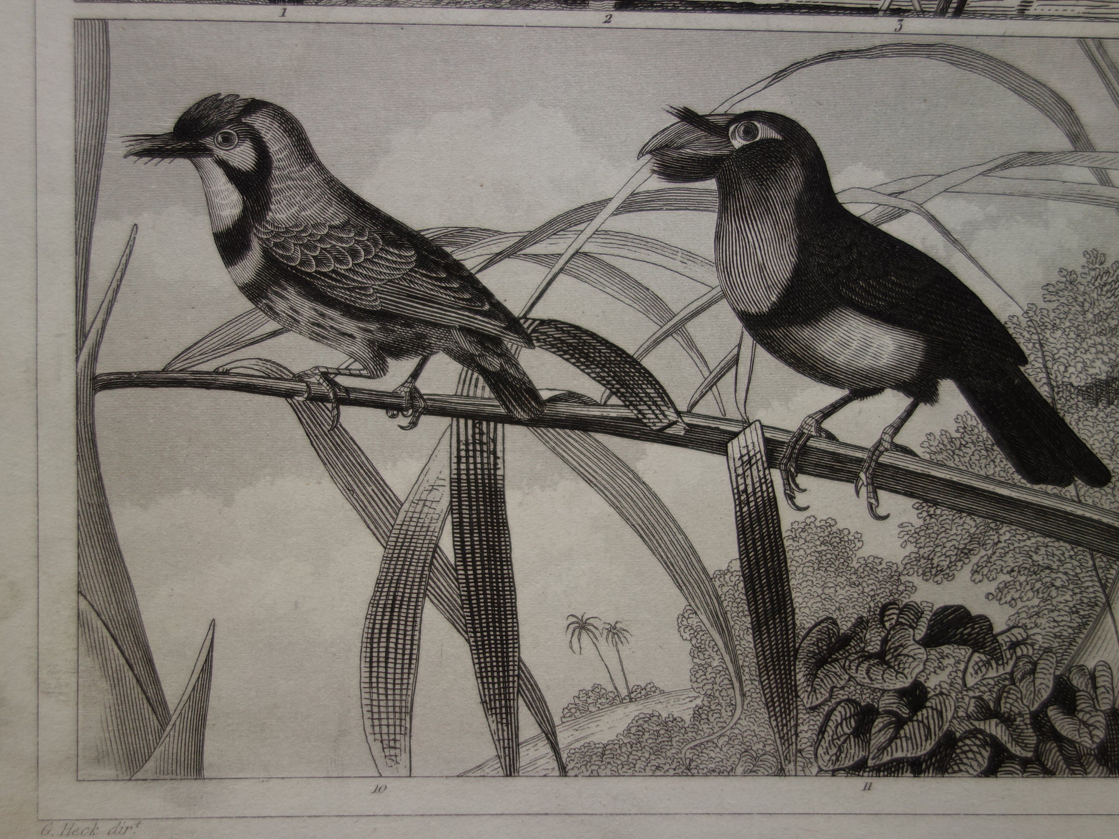 Antieke vogel prent van klimvogels originele 170+ jaar oude illustrati ...