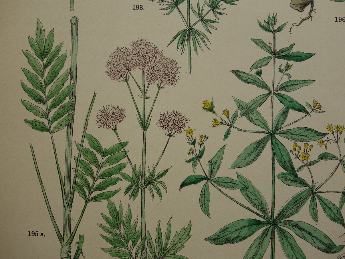 Antieke botanische prenten Set van drie 135+ jaar Oude bloemen illustr ...